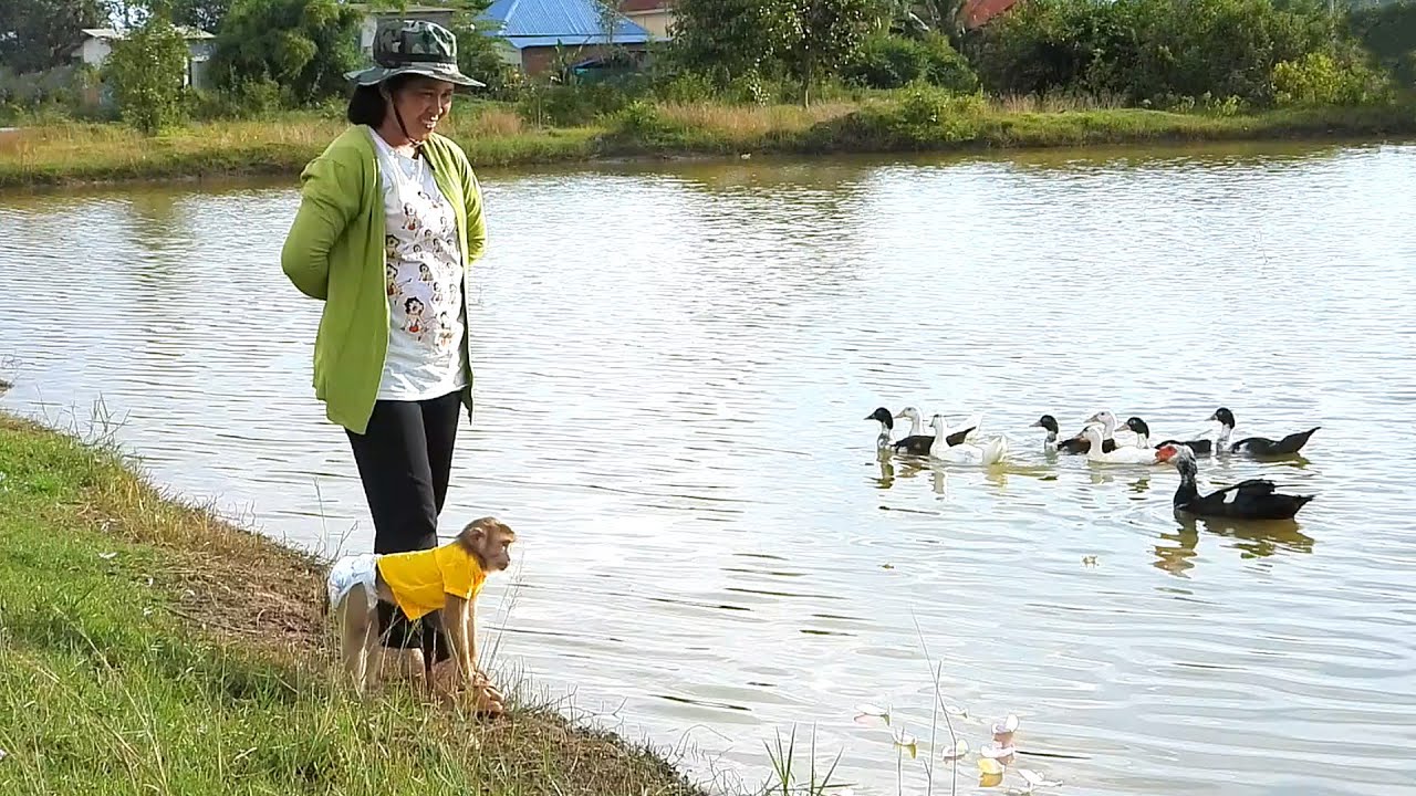 Funny Little OLLY Relaxing At Field Meet Ducks - YouTube