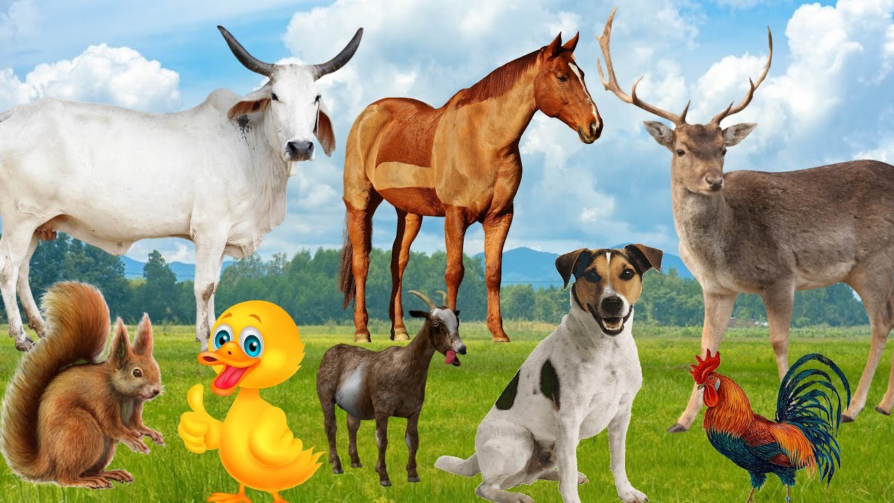 Different species of aniamls and birds - such as - cow,cat,dod,horse ...