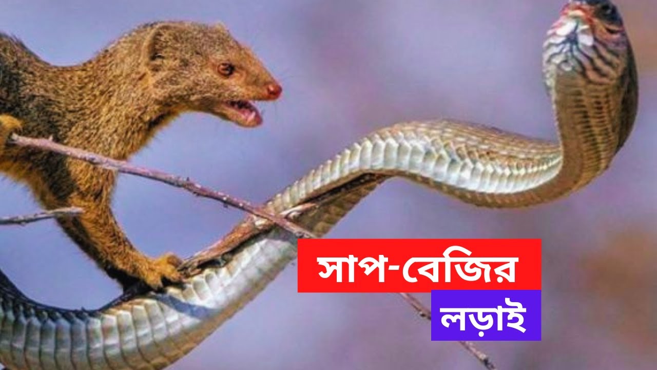 সাপ ও বেজির লড়াই | neji vs snake | সাপ ও বেজির ভয়ঙ্কর লড়াই দেখুন ...