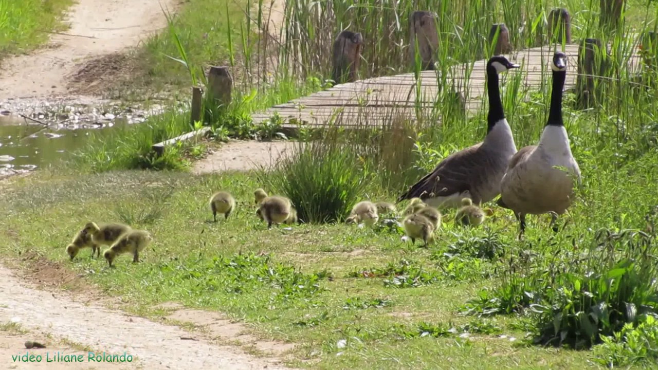 les Oies Bernaches et leurs oisons, Réserve naturelle Remerschen (LU) - YouTube