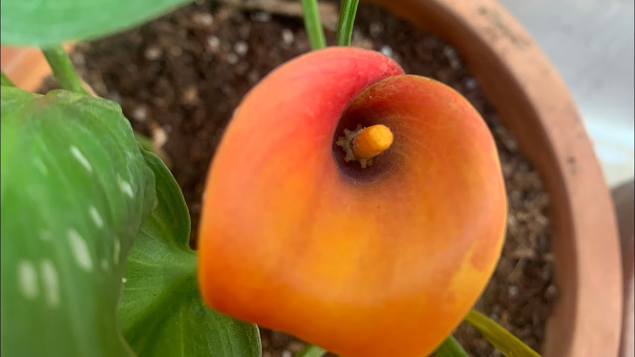 229-How to grow calla Lily #All about calla Lily #Right time to grow ...