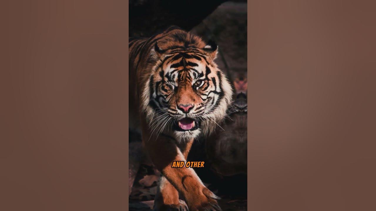 Fascinating Facts About Tigers: Nature's Majestic and Powerful Big Cats ...