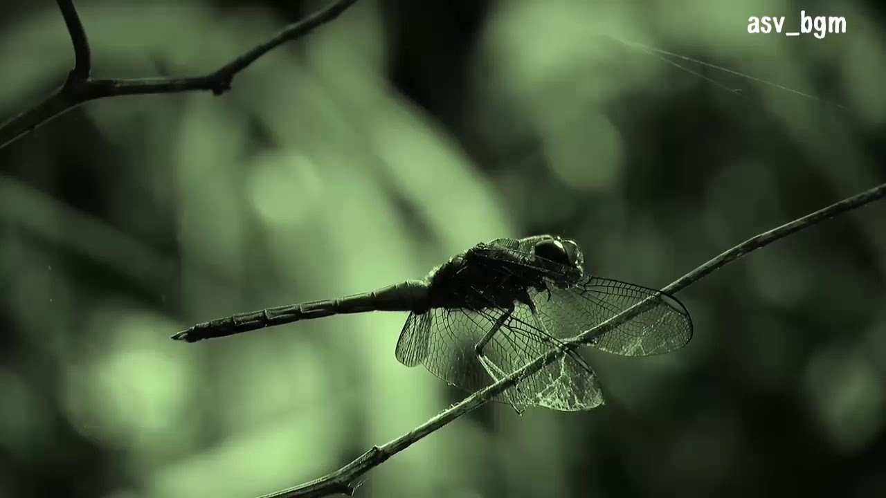 Dragonfly Wings in Slow Motion - YouTube