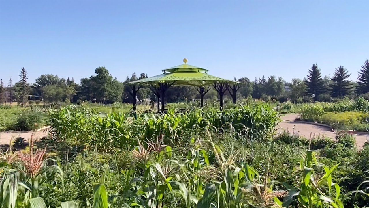 Walking in Regina, August 1, 2021: Along the Garden Path - YouTube