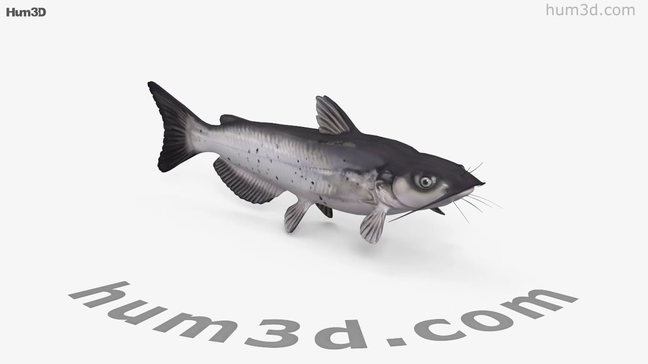 Catfish 3D model by 3DModels.org - YouTube