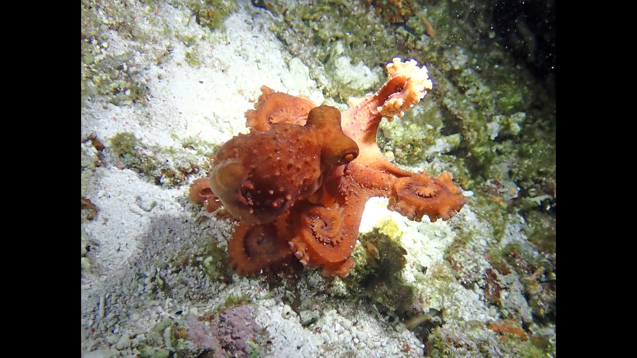 Starry night octopus video 1 - YouTube