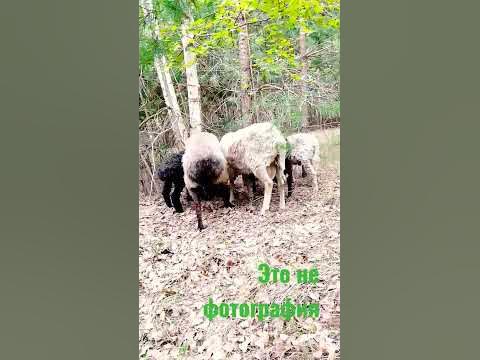 non стоп-кадр - YouTube