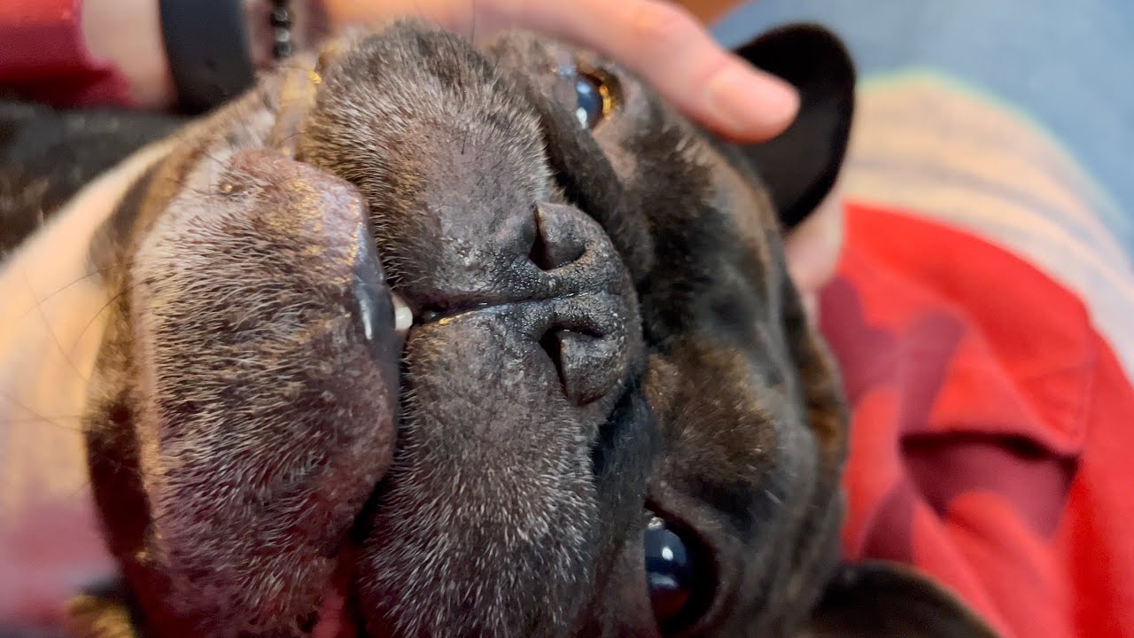 French bulldog went for a walk in a Russian village - YouTube