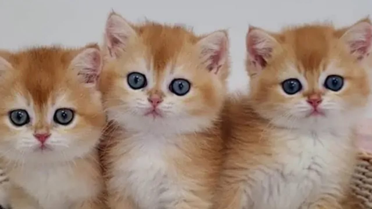 Baby cats cut and Funny cat videos conpilation - YouTube