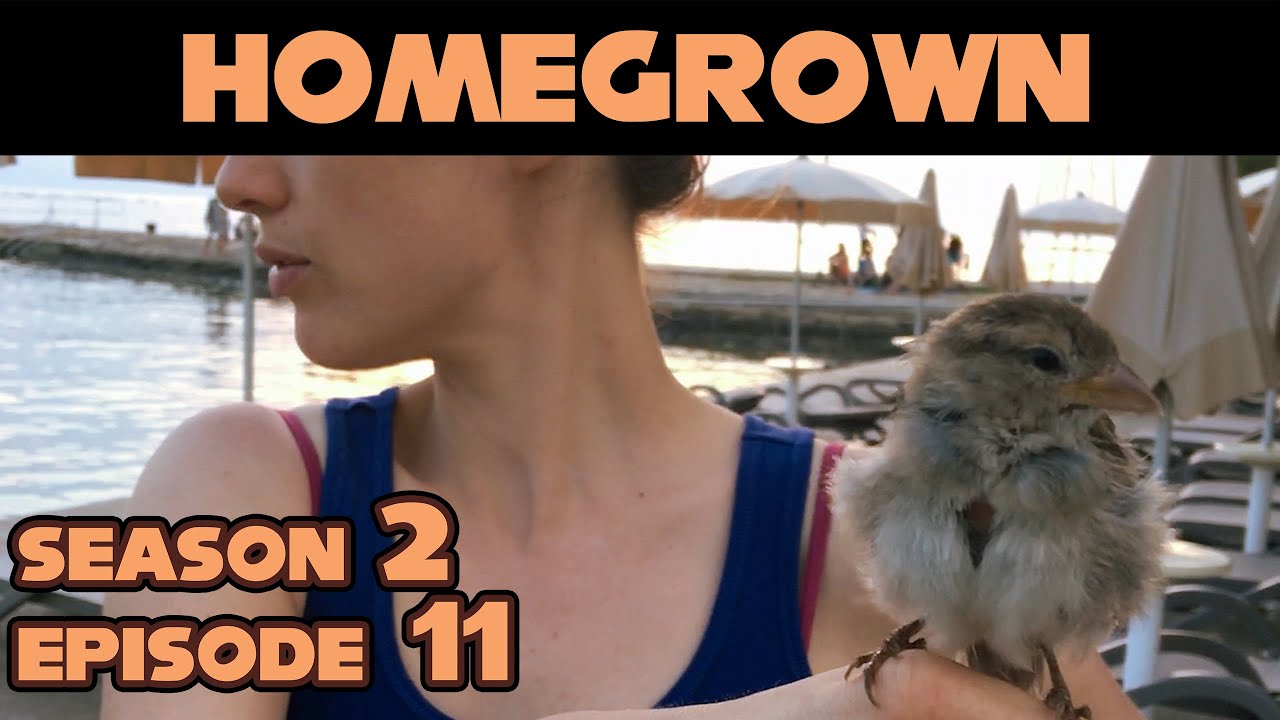 Chibi the sparrow - [62 days] "Homegrown" - YouTube