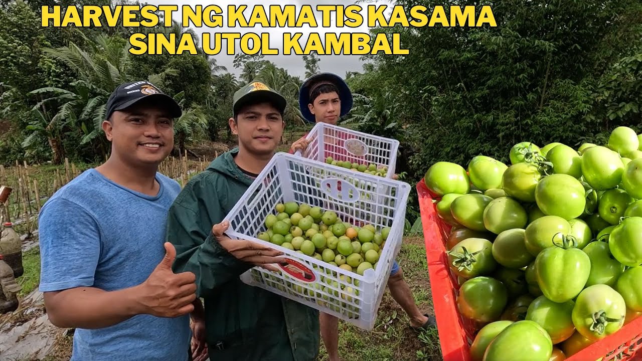 HARVEST NG KAMATIS KASAMA SINA UTOL @bomboyvlogs3518 - YouTube