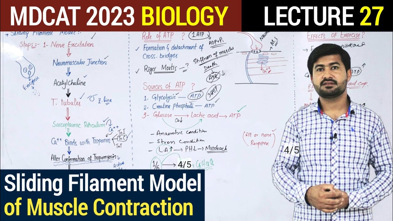 Muscle Contraction | Sliding Filament Model of Muscle Contraction ...