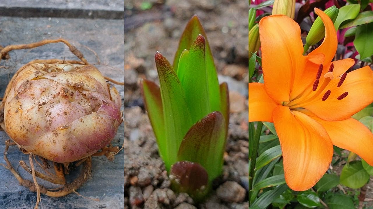 How to grow Lily Bulbs in pots at home - Lilies flowers | Lily bulbs ...