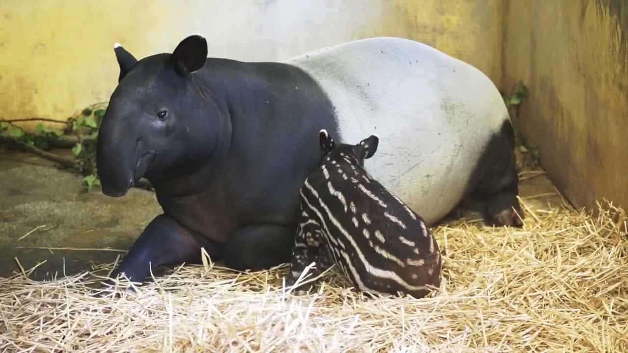 Tapir - YouTube