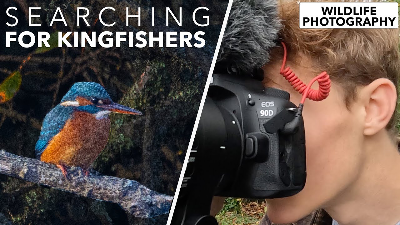 Searching for Kingfishers | Wildlife Photography - YouTube