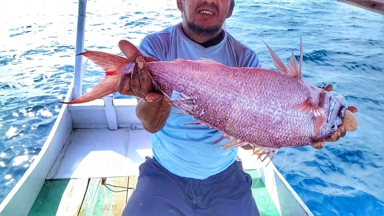 IKAN SEBESAR INI HABIS DI TELAN - YouTube