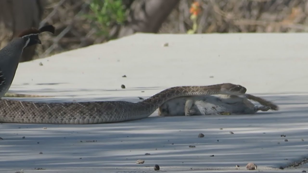 Rattlesnake Eats Ground Squirrel - YouTube