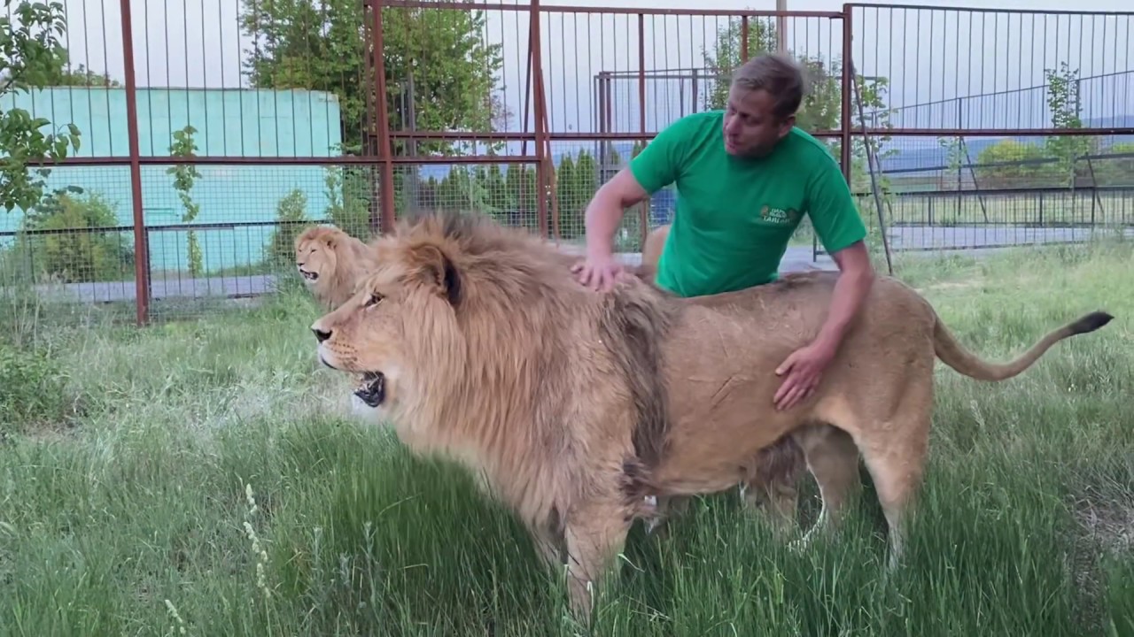 Прайд львов Чука и прайд Олежки ДЕЛЯТ ТЕРРИТОРИЮ ! Russian Lion man ...