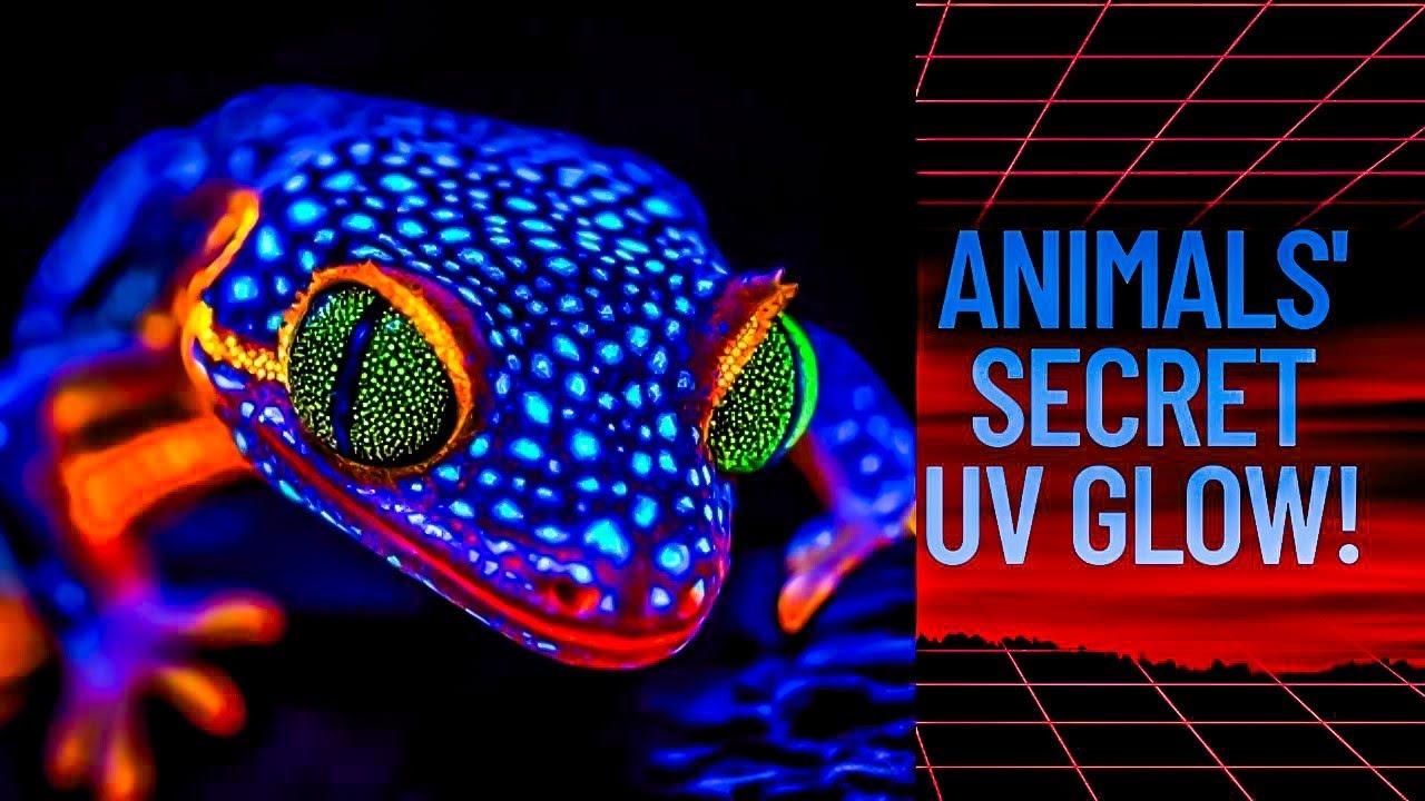 The SECRET UV Glow of Animals: Unveiling a Hidden World of Light! - YouTube