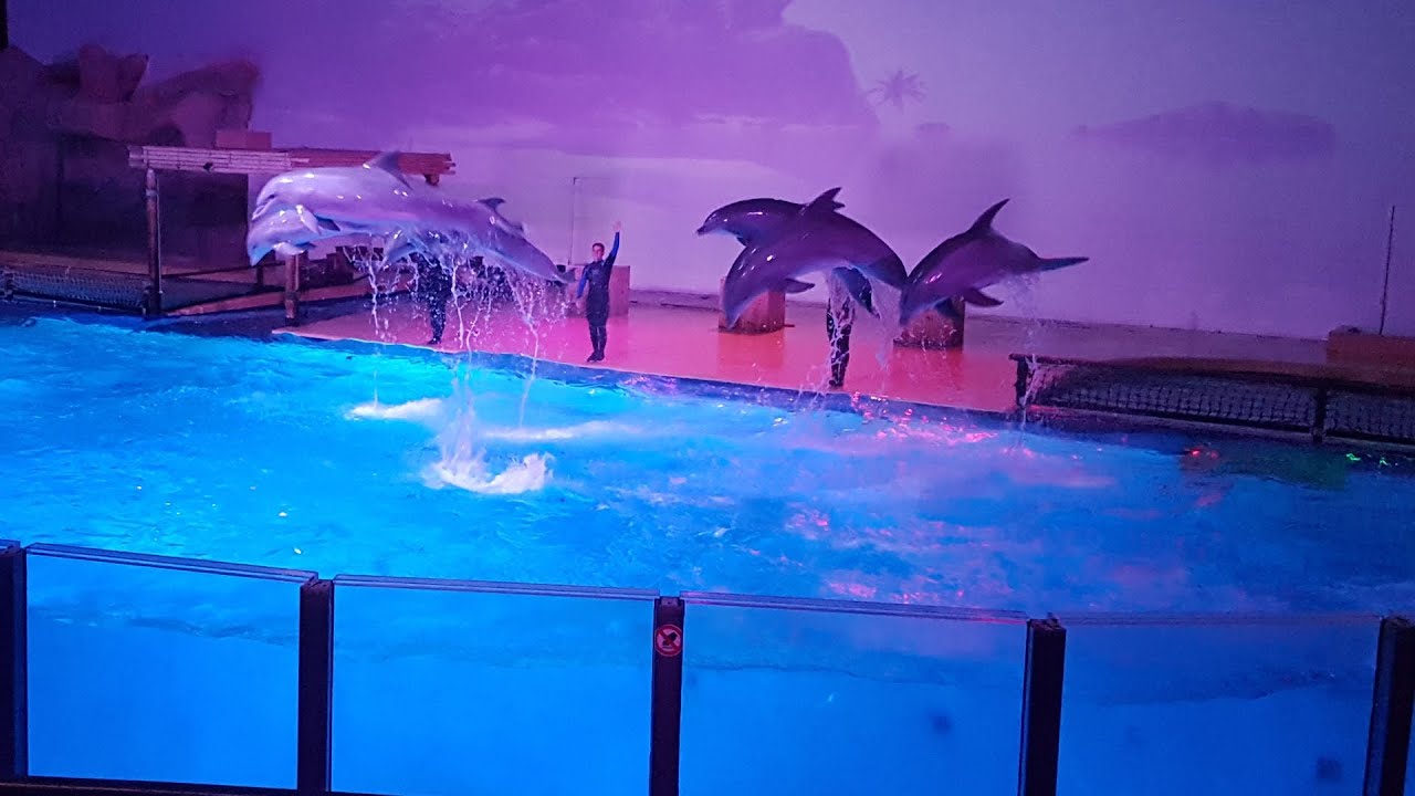 boudewijn seapark : dolfinarium in brugge - YouTube