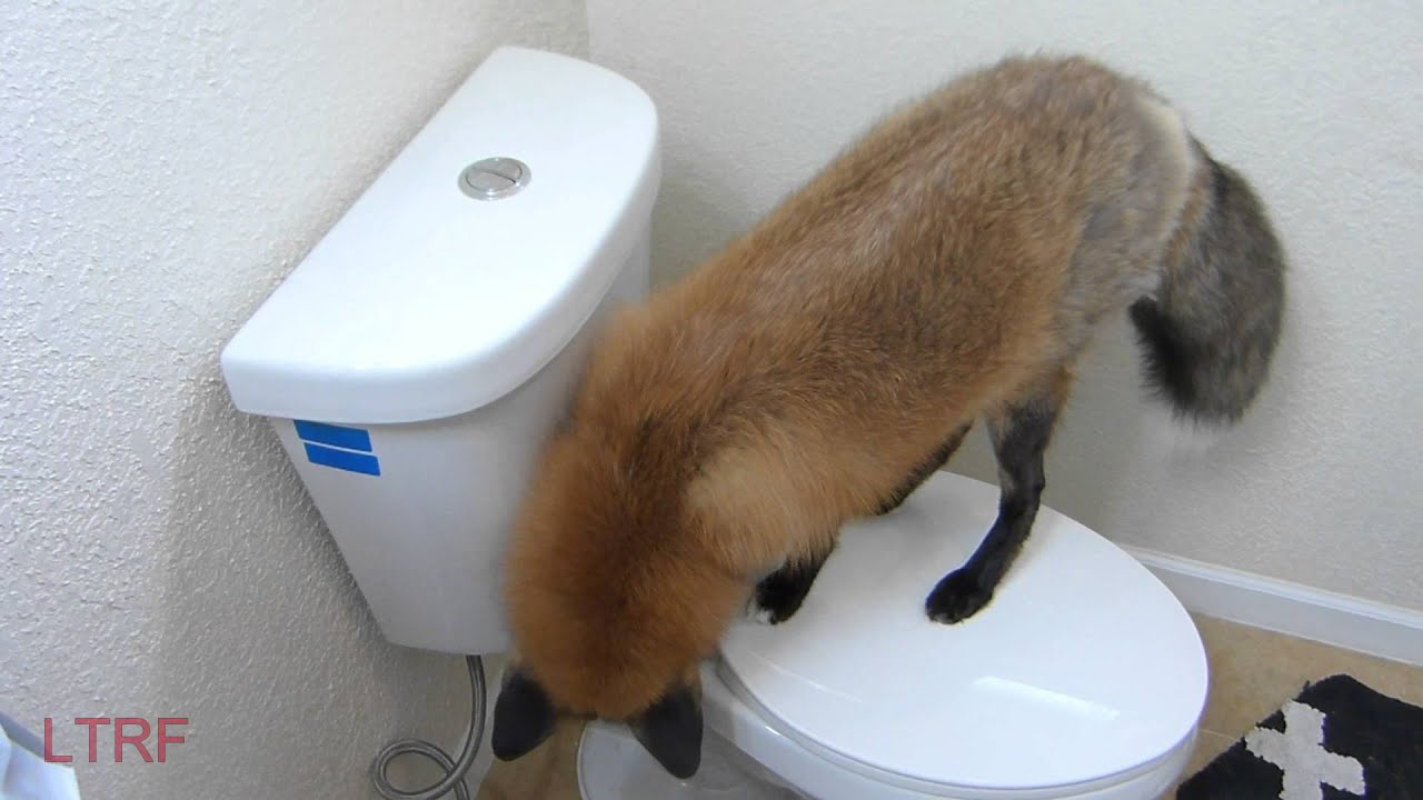 Flushing the toilet - YouTube