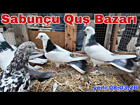 Sabunçu Quş Bazarı 8 mart 2026