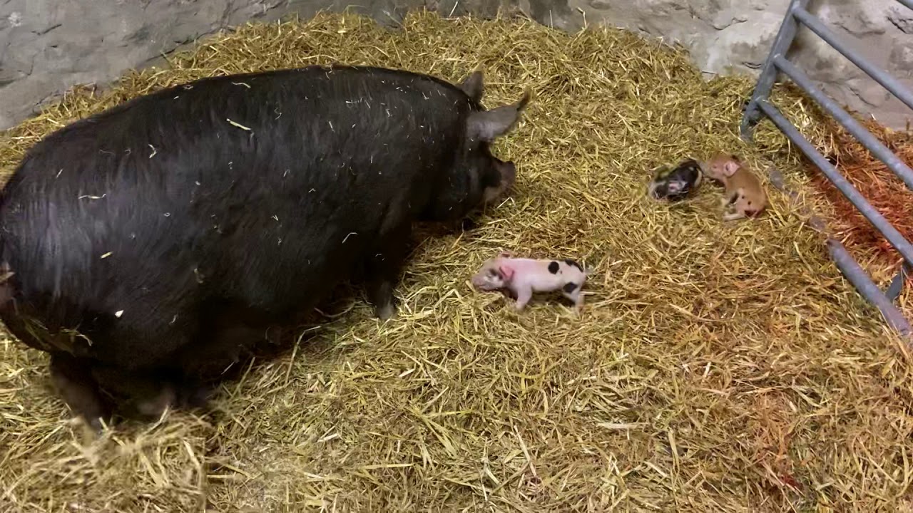 More baby piglet footage, our first baby piglets to be born. - YouTube