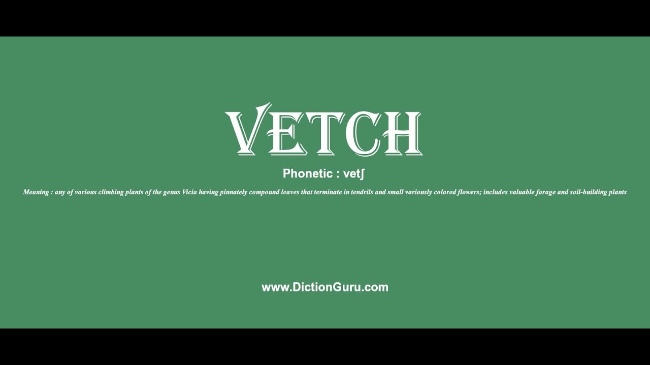 vetch: Pronounce vetch with Meaning, Phonetic, Synonyms and Sentence ...