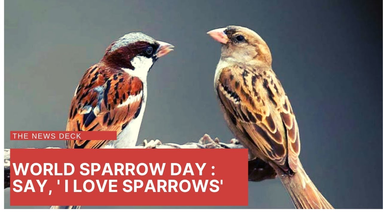World Sparrow Day : Say, 'I LOVE Sparrows' - YouTube