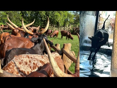 The Science of Cattle Wash - YouTube