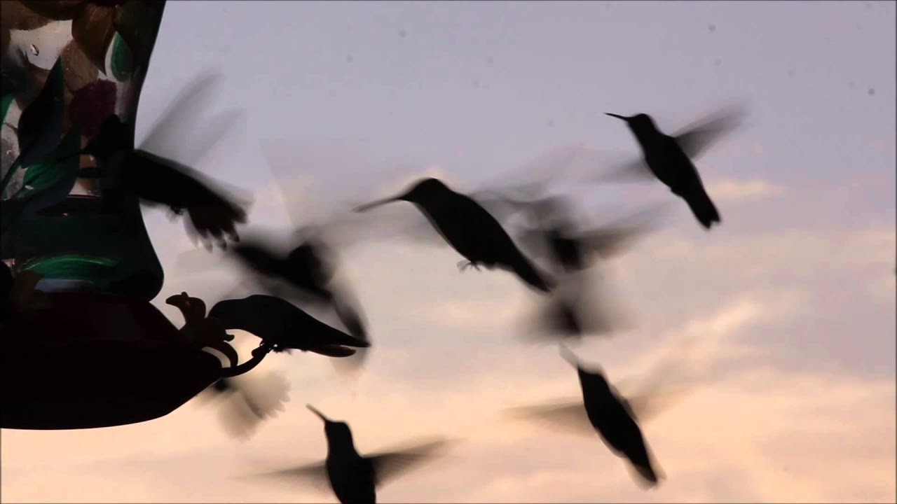 Hummer Sunset Buffet - YouTube