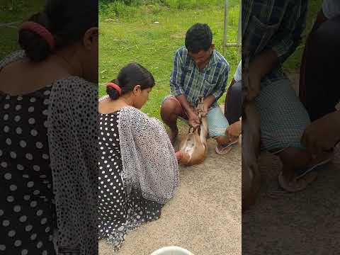 HOW TO CASTRATION METHOD FOR GOAT🤔🤔#shotsvideo #youtubeshorts #viralvideo #priti