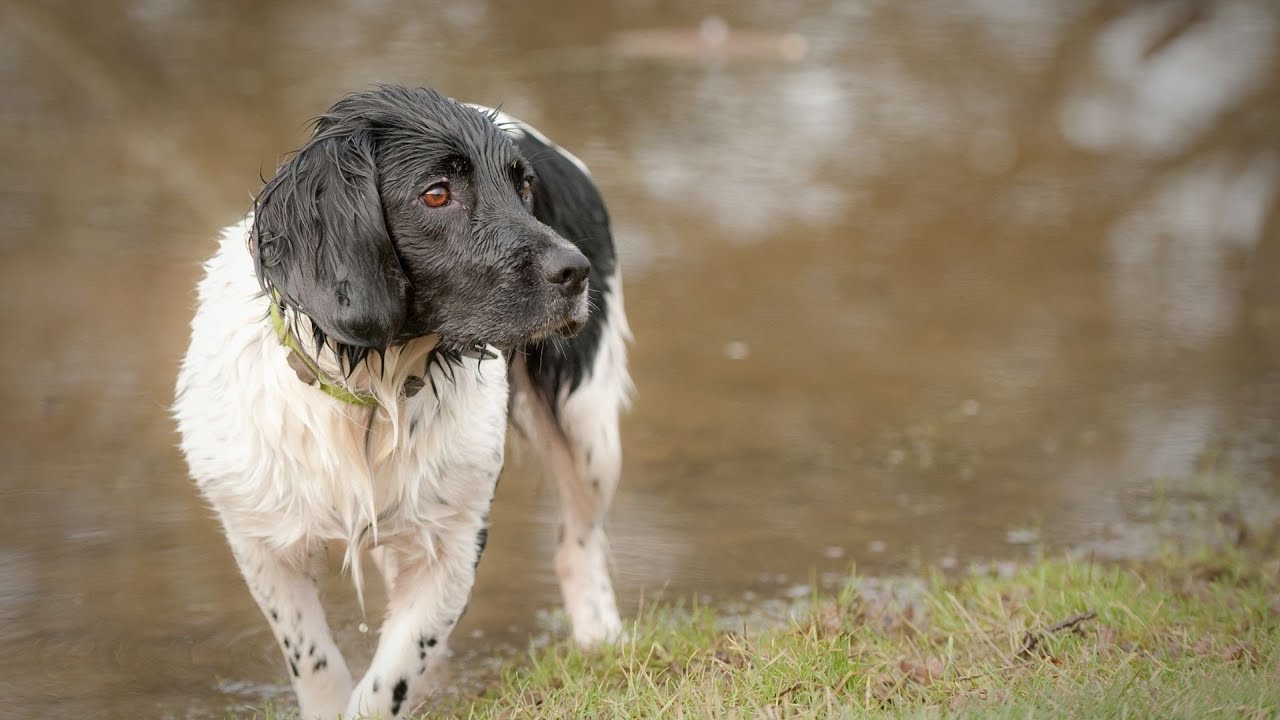 The Rich History of English Springer Spaniels in Bird Hunting - YouTube