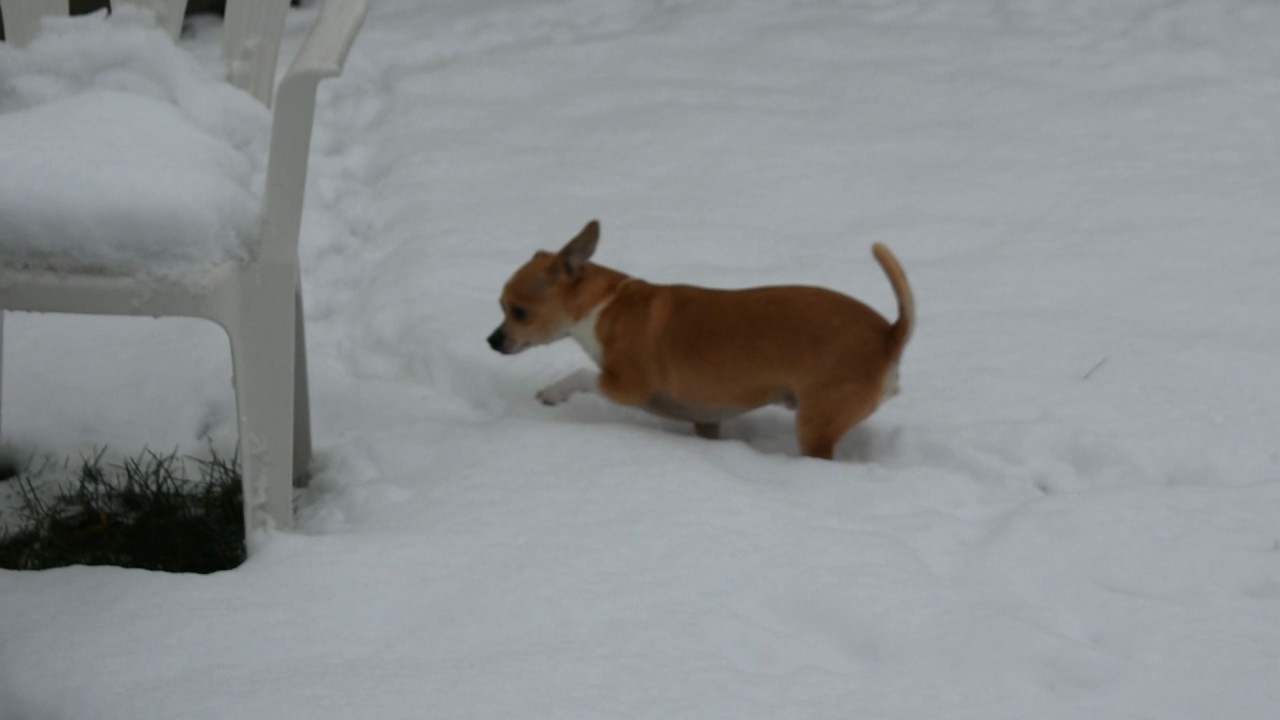 Dog Hates Snow | Winter Pooch - YouTube