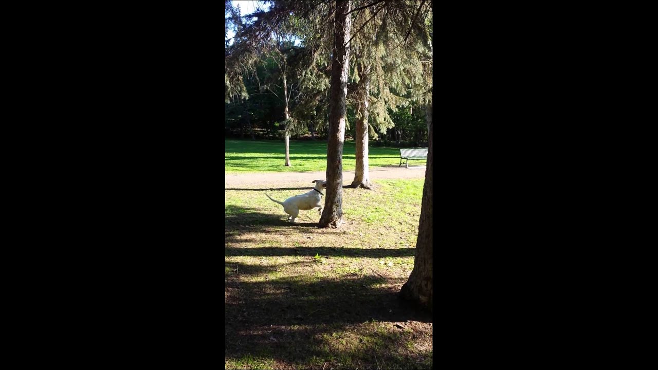 Xena Climbing Tree - YouTube