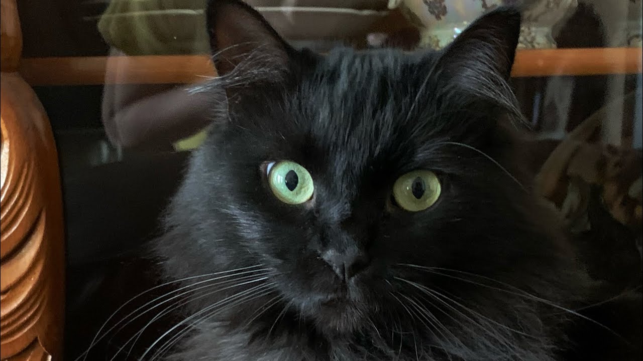 Black cat is relaxing - YouTube