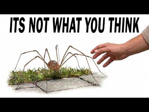Never Kill the Daddy Longlegs in Your House — Here's the Real Reason