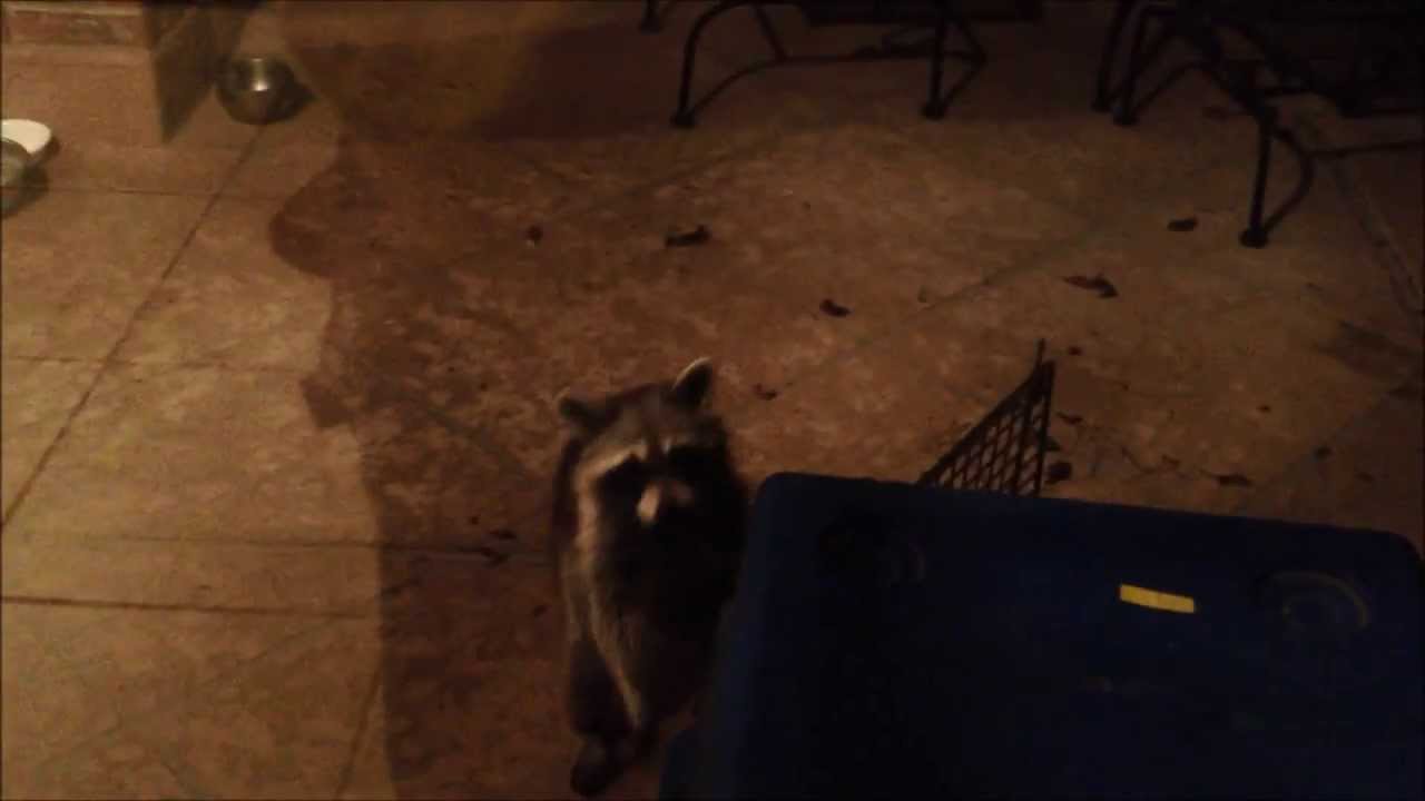 Racoon Looking In Window and Climbing The Wall - YouTube