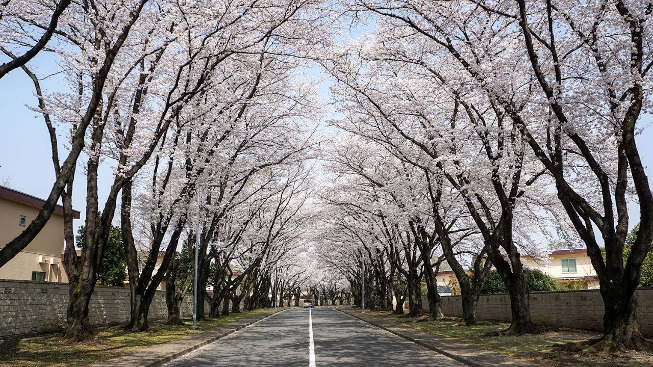 Sakura in full bloom at Yokota - YouTube