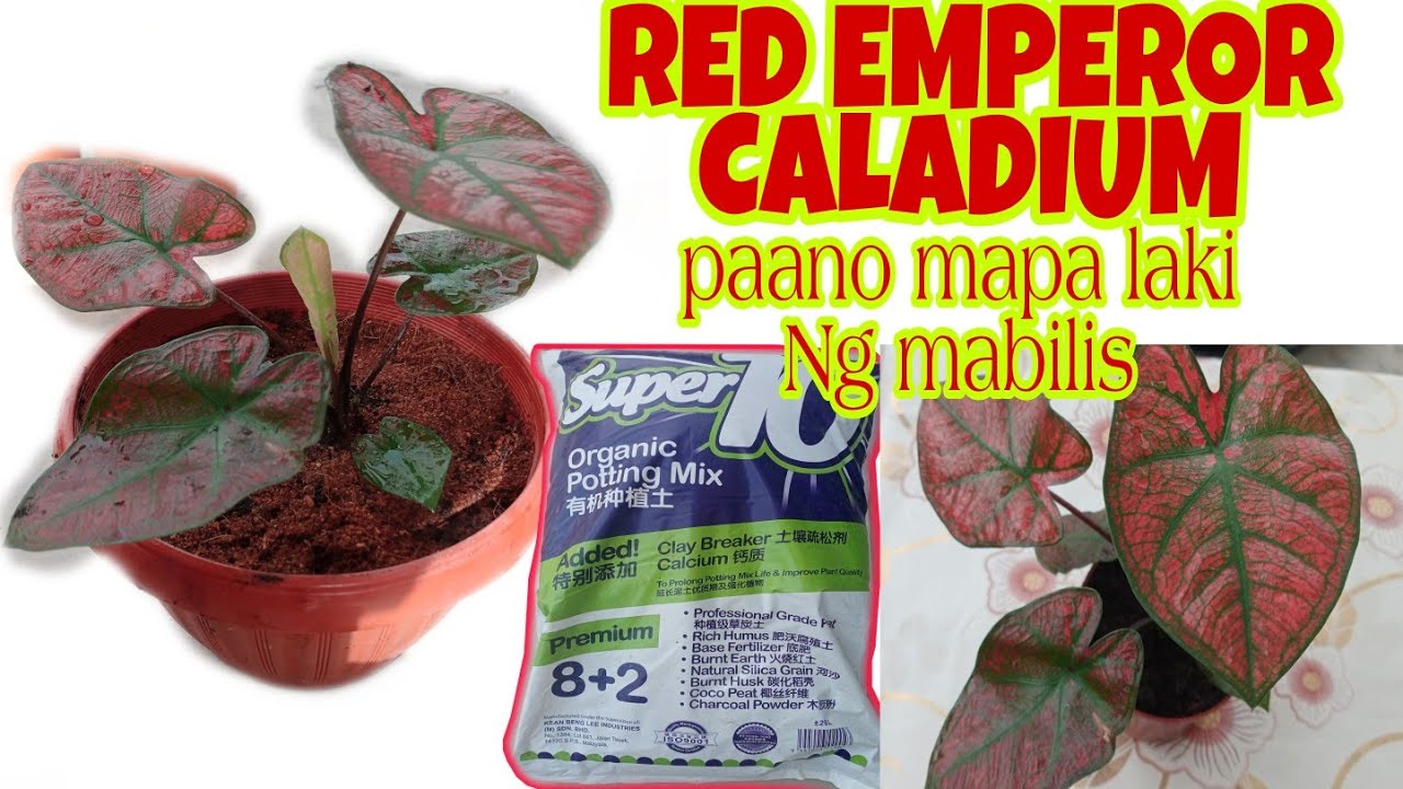 CALADIUM RED EMPEROR HOW TO GROW FASTER-CELESTE FRANCISCO - YouTube