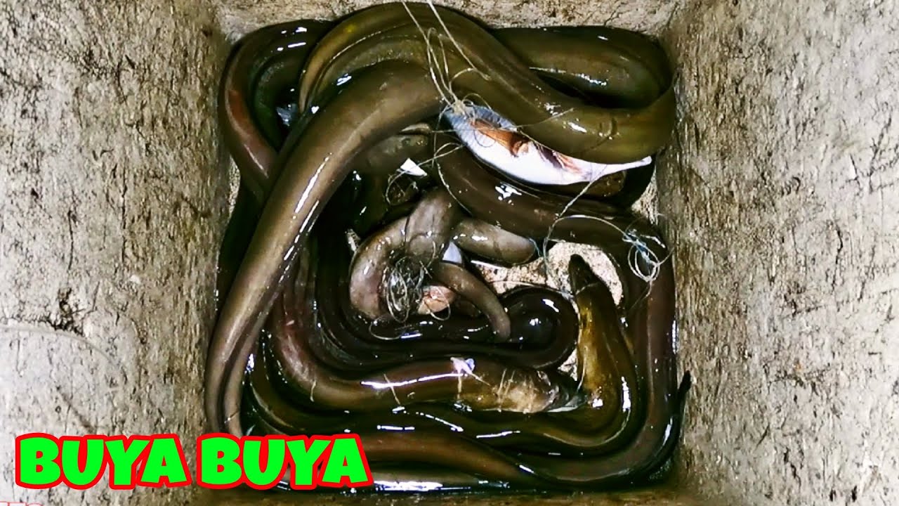 vlog442 - Naka huli ng Malabanos at Mangagat gamit ang Buya buya Part 1 ...