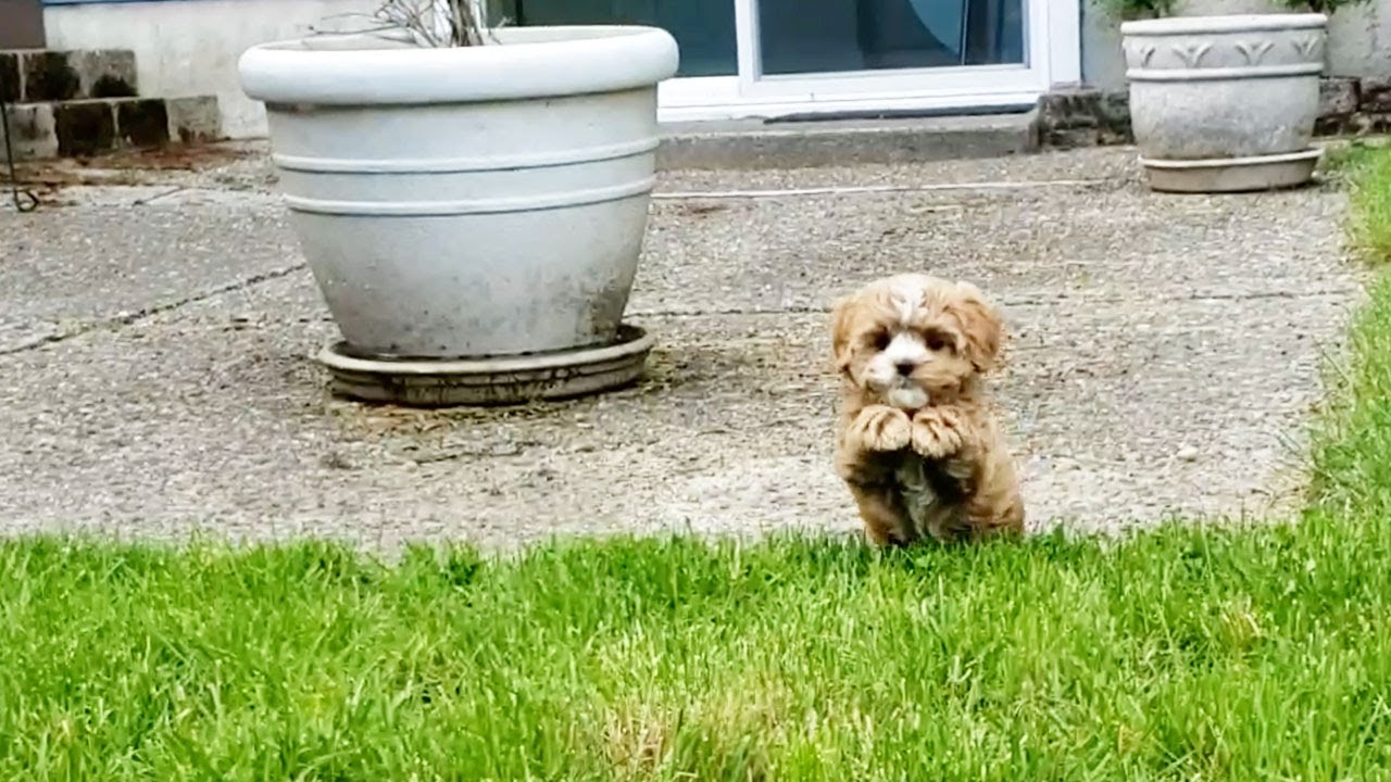 2 Month Old Cavapoo Compilation - YouTube