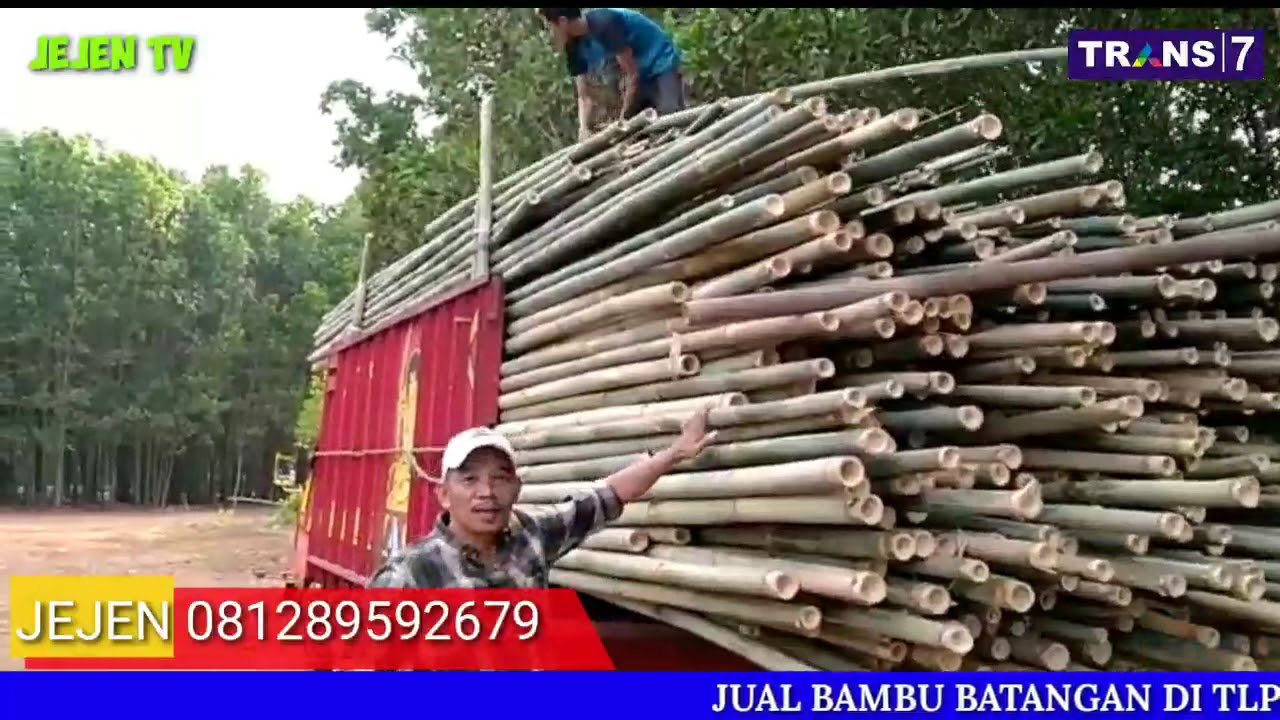 JUAL BAMBU BATANGAN DI TLP 081289592679 UNTUK RENOVASI RUMAH PLAPON ...