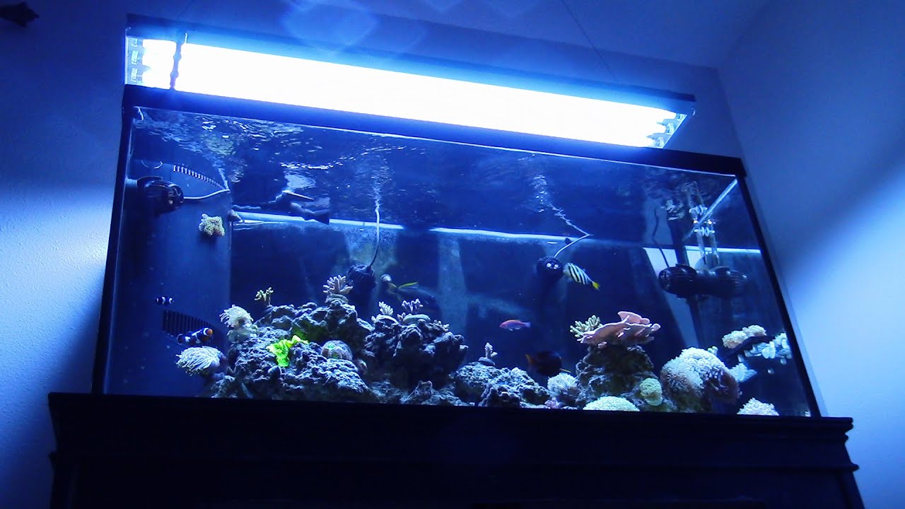 90G MARINELAND SPS LPS ZOA SALTWATER AQUARIUM PAUL'S CORAL REEF TANK ...