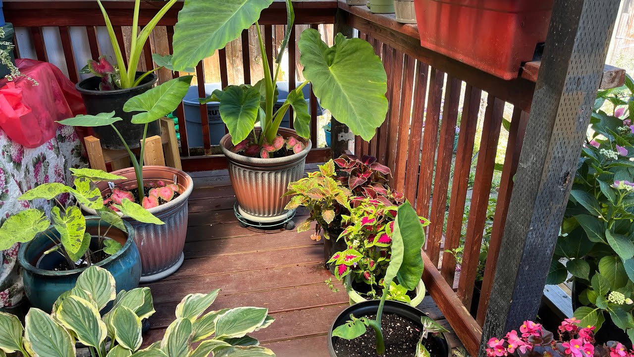 Tour por mis plantas de sombra - YouTube