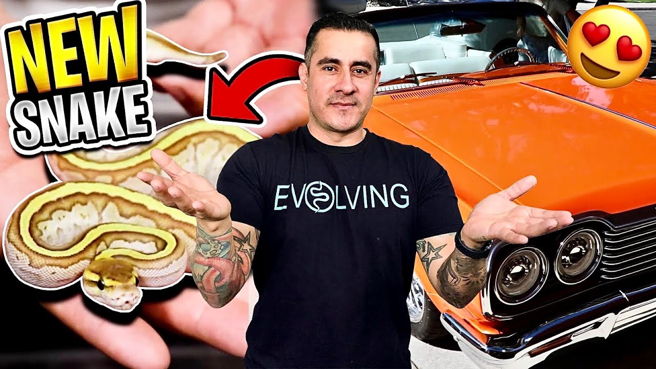 New Snake + My Dream Car Is Finally Done!! - YouTube