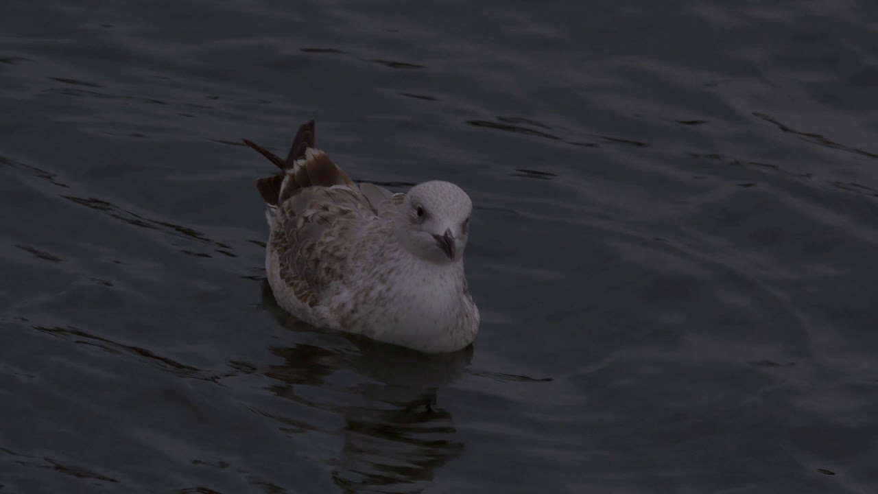 Caspian Gull; 1st Winter in Stockholm City - YouTube