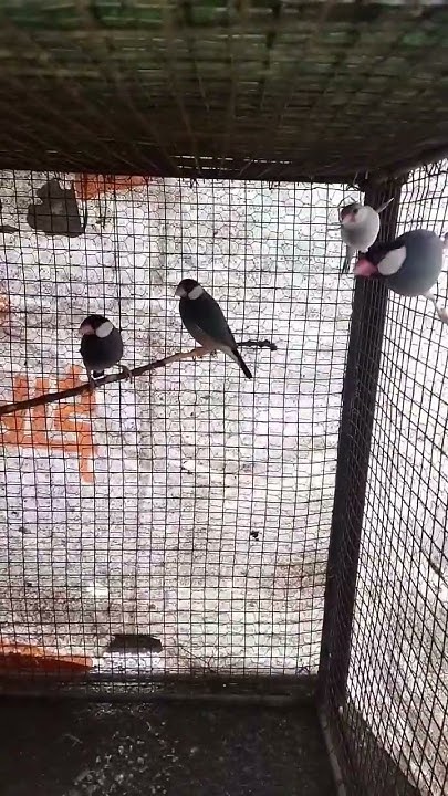 Java ke cage mein matki laga de kya #vlog #pet #petvlog #budgies #java ...