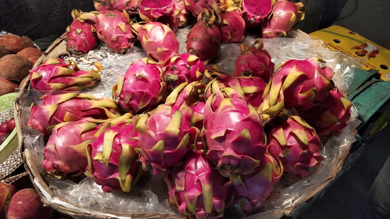 DRAGON FRUIT PLANT PLANTATION FULL INFORMATION IN IMDIA🔥🔥 - YouTube