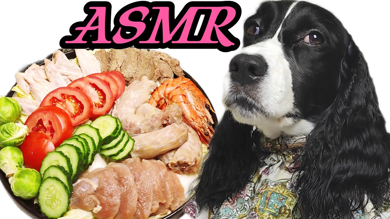 THE BEST ASMR DOG EATING FOOD SOUNDS MUKBANG | CUTE DOG FEEDING HEALTHY ...